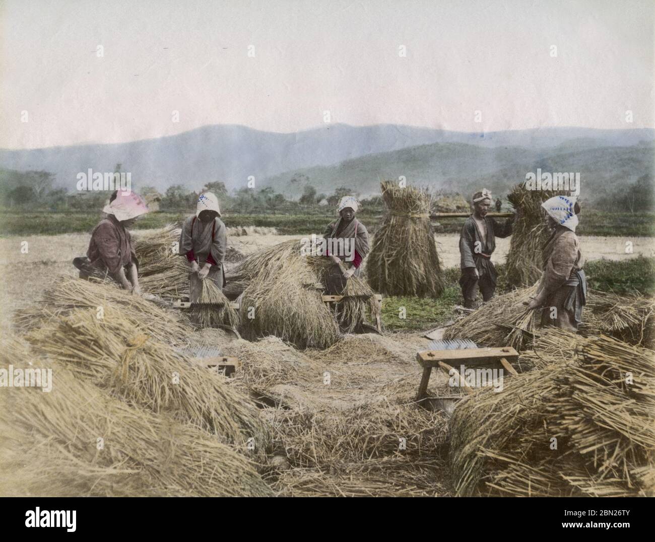 Harvesting the rice crop in Japan Stock Photo - Alamy