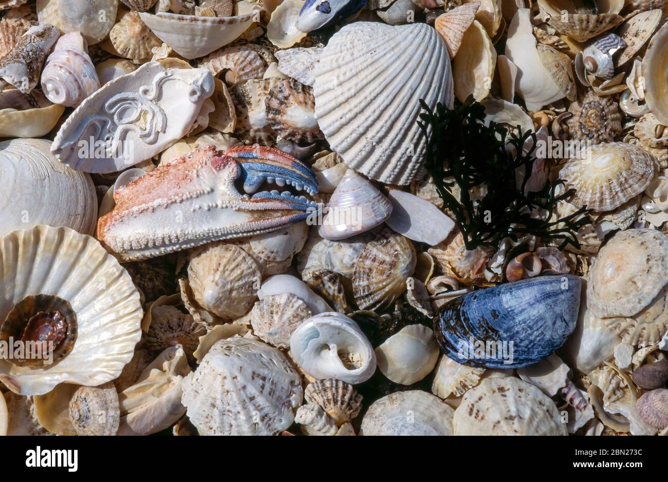 Seashell medley hi-res stock photography and images - Alamy