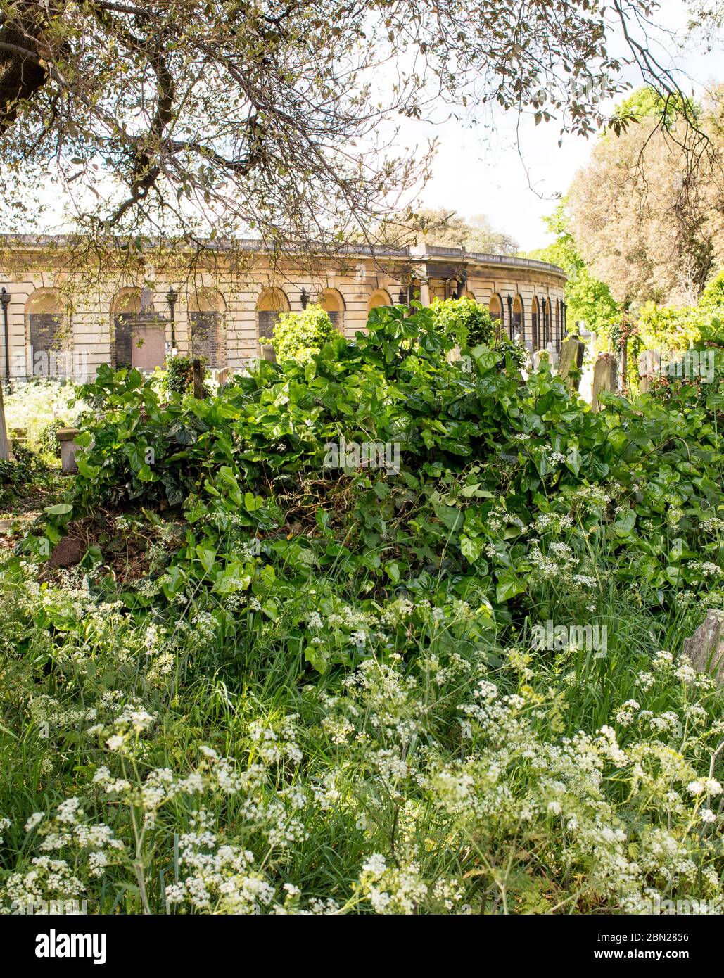 Gravestones in Brompton Cemetery, Kensington, London; one of the ...