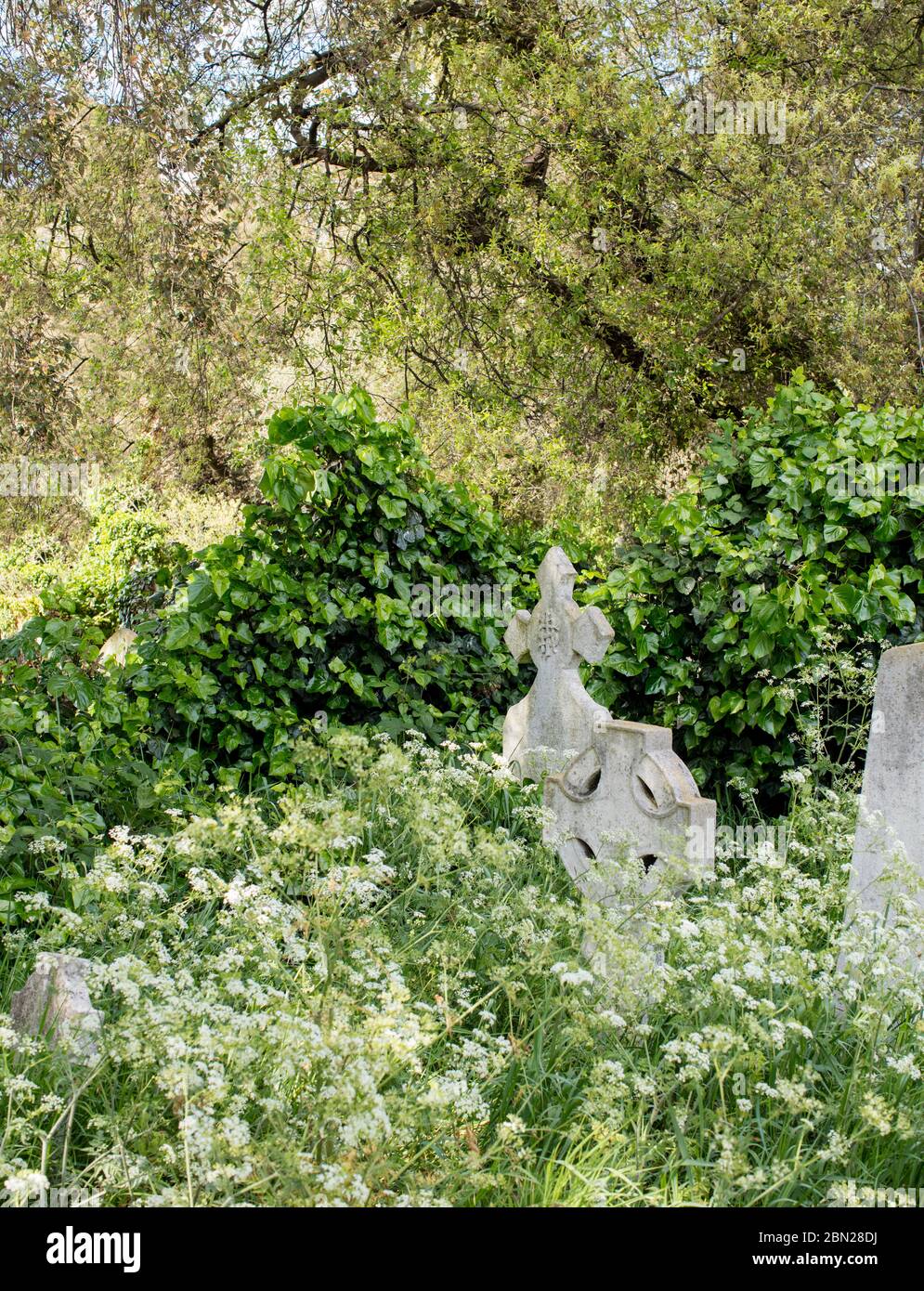 Gravestones in Brompton Cemetery, Kensington, London; one of the ...