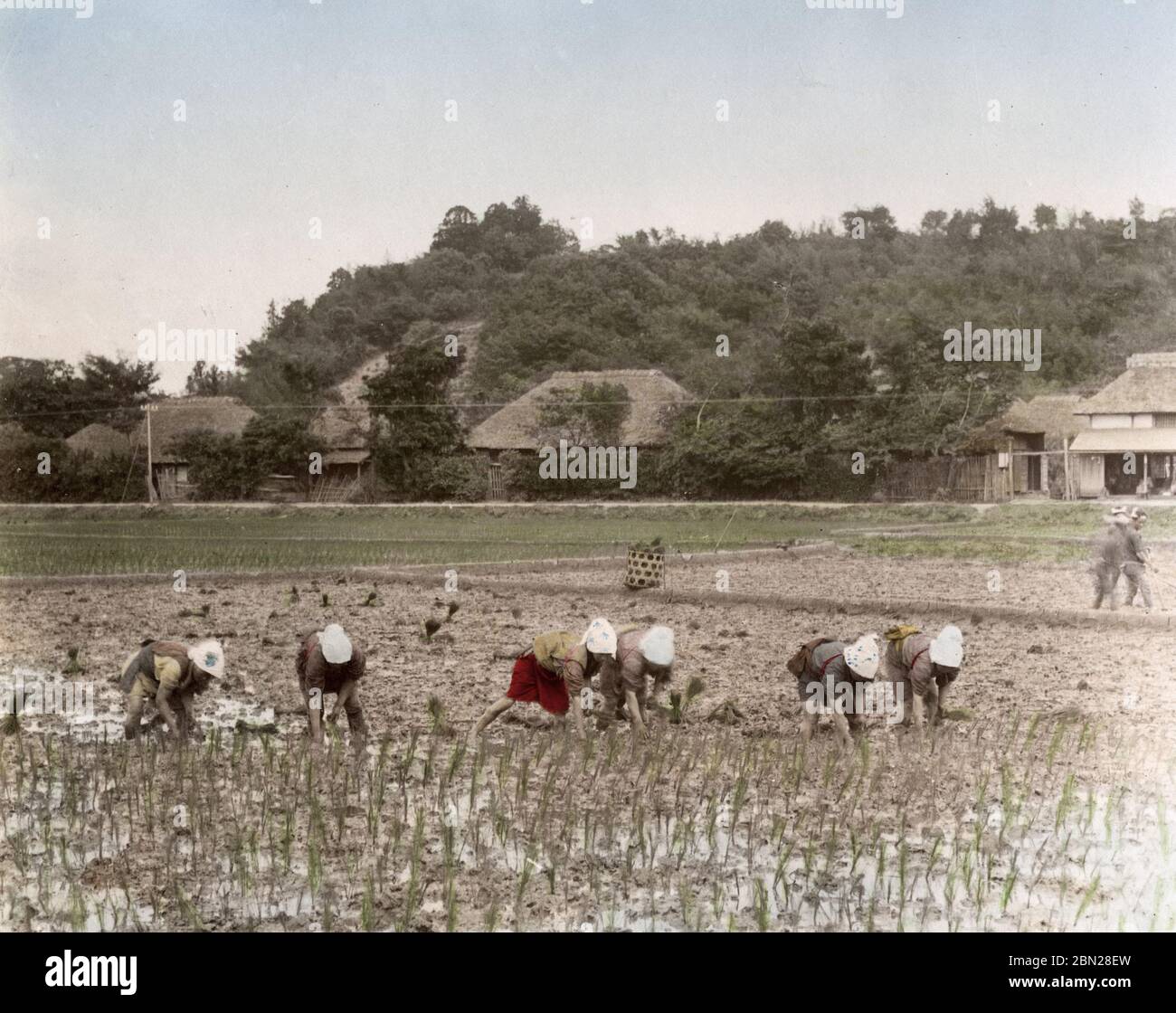 Planting rice, Japan Stock Photo - Alamy