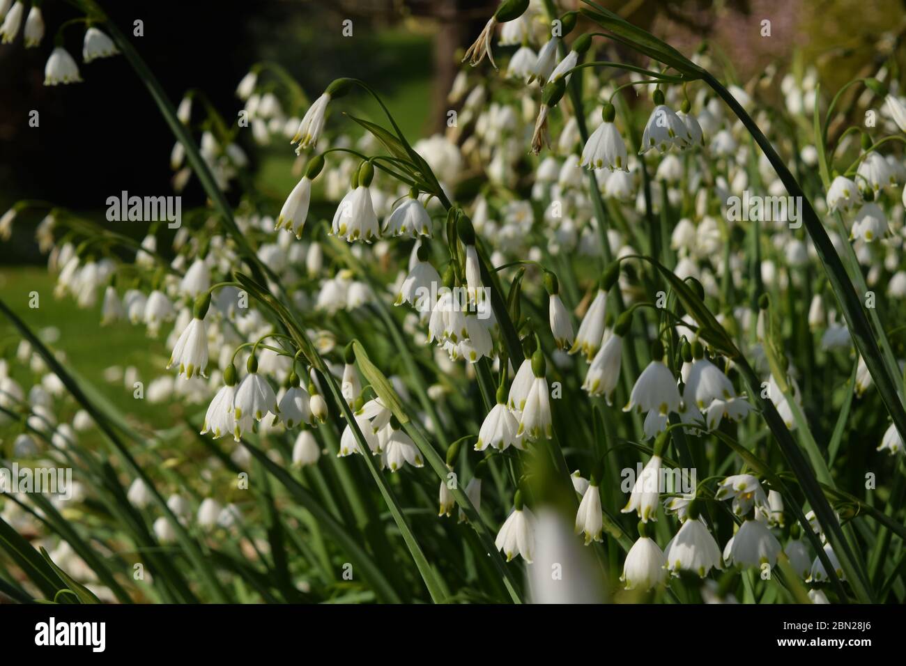 English snowdrop hi-res stock photography and images - Alamy
