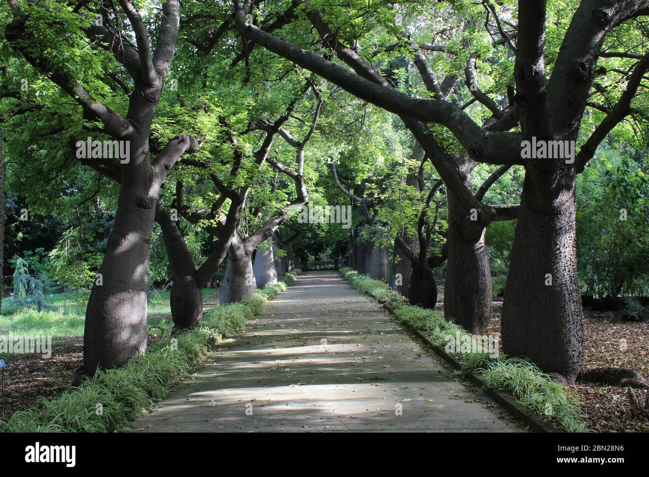 Tree covered walkway hi-res stock photography and images - Alamy