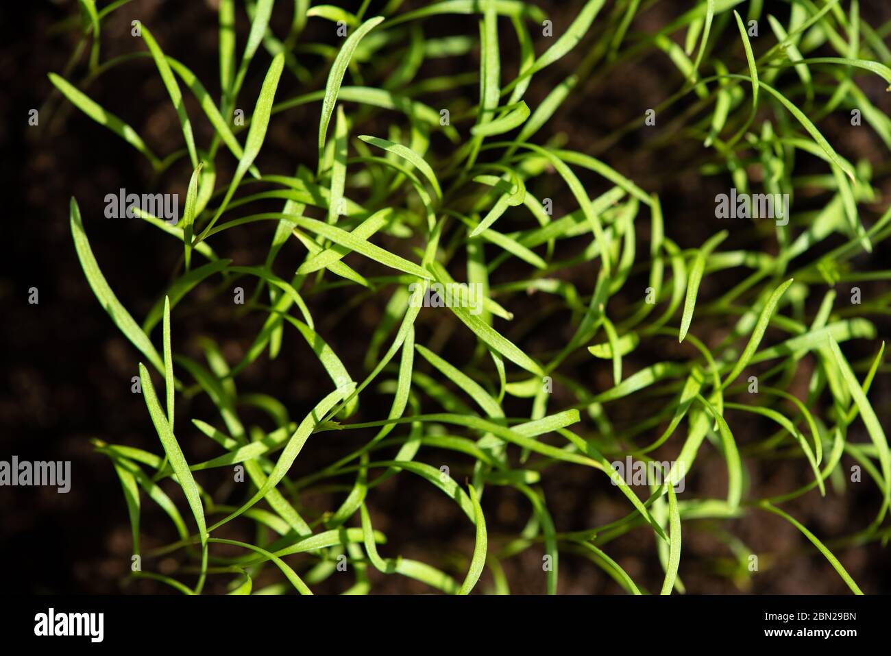 Fresh green spring grass sprouts on the ground Stock Photo - Alamy