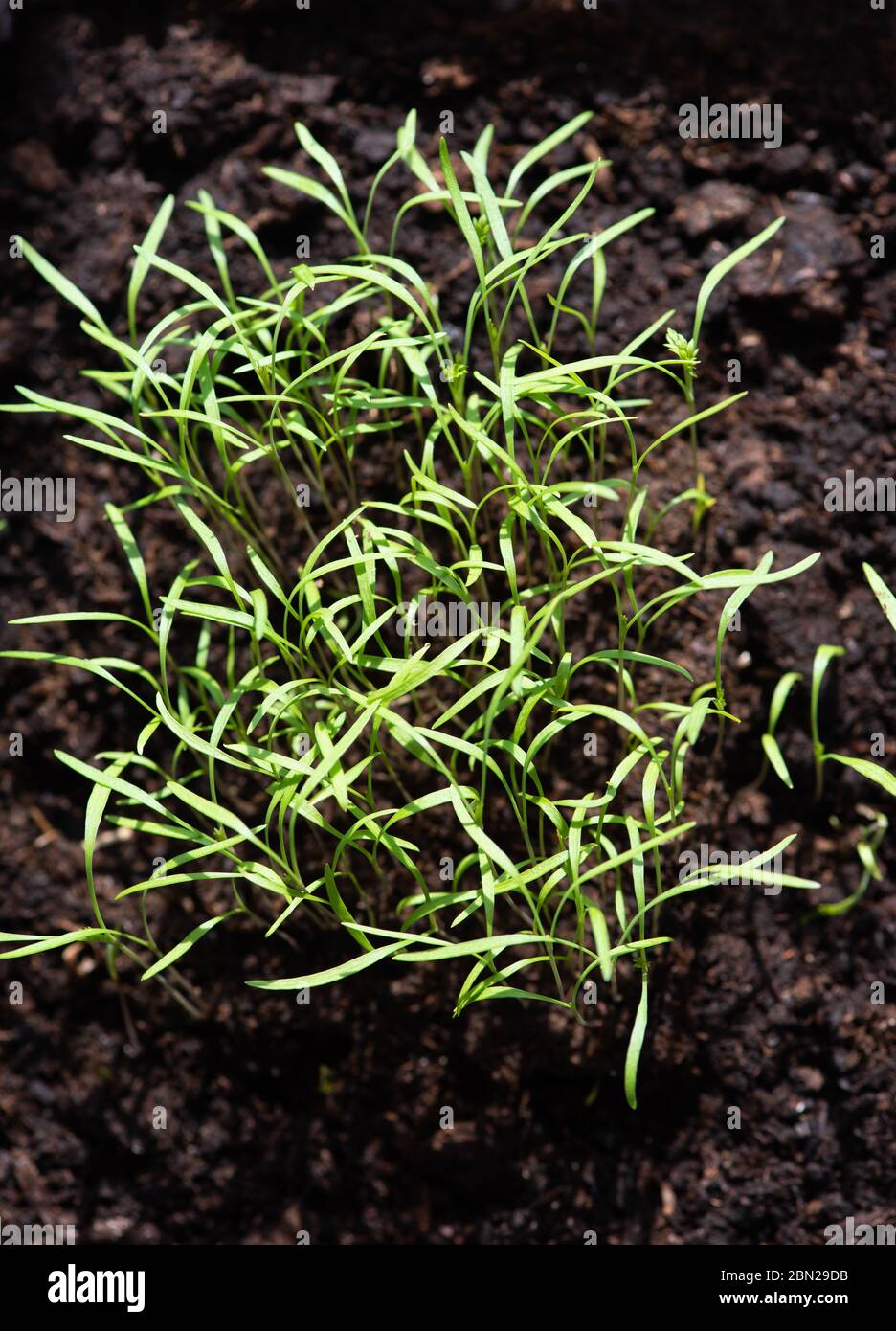 Fresh green spring grass sprouts on the ground Stock Photo - Alamy