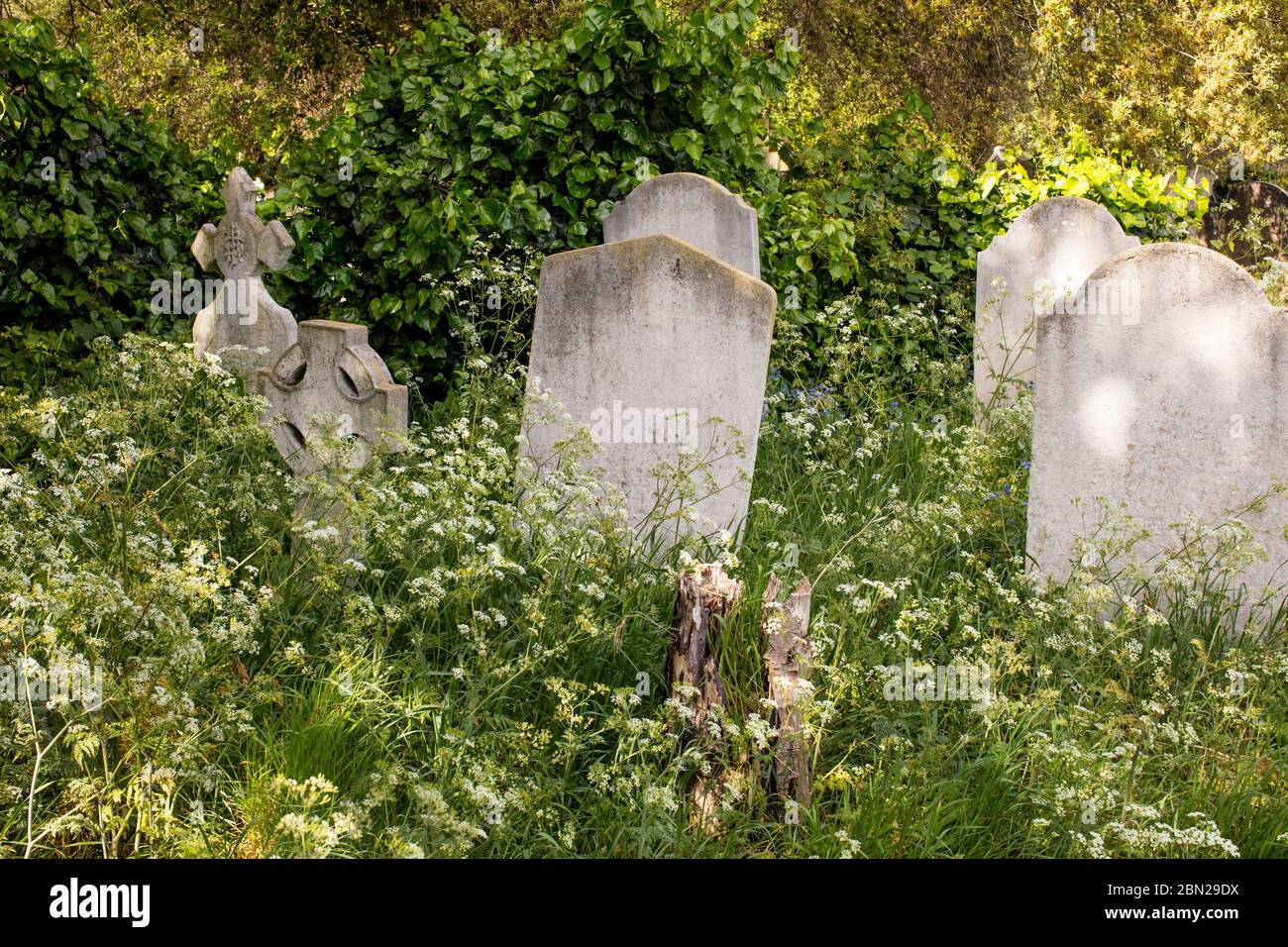 Gravestones in Brompton Cemetery, Kensington, London; one of the ...