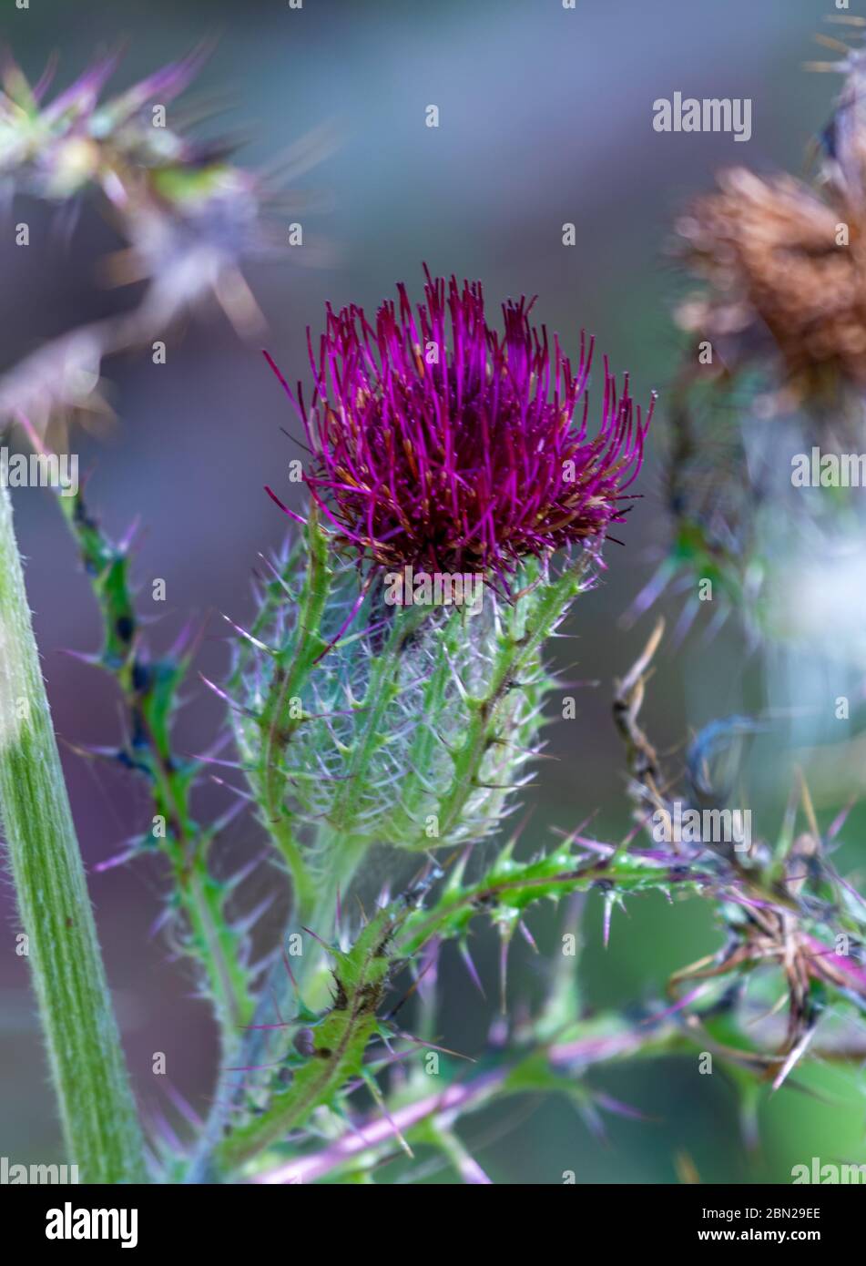 Yellow thistle (Cirsium horridulum) - Maroon color variation Stock ...