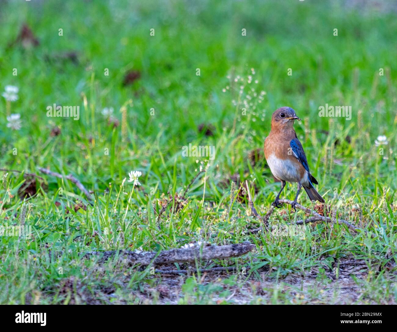 Eastern bluebird in Alabama Stock Photo - Alamy