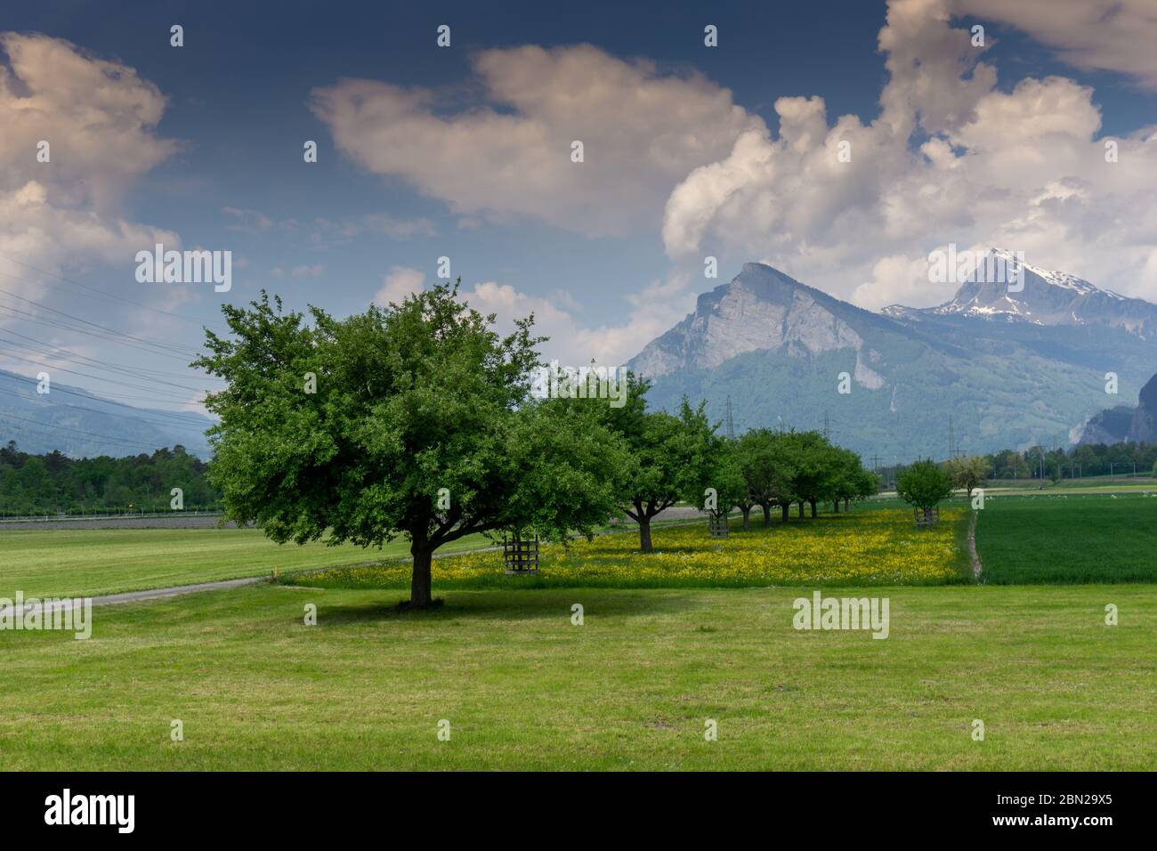 Switzerland apple trees fruit trees hi-res stock photography and images ...