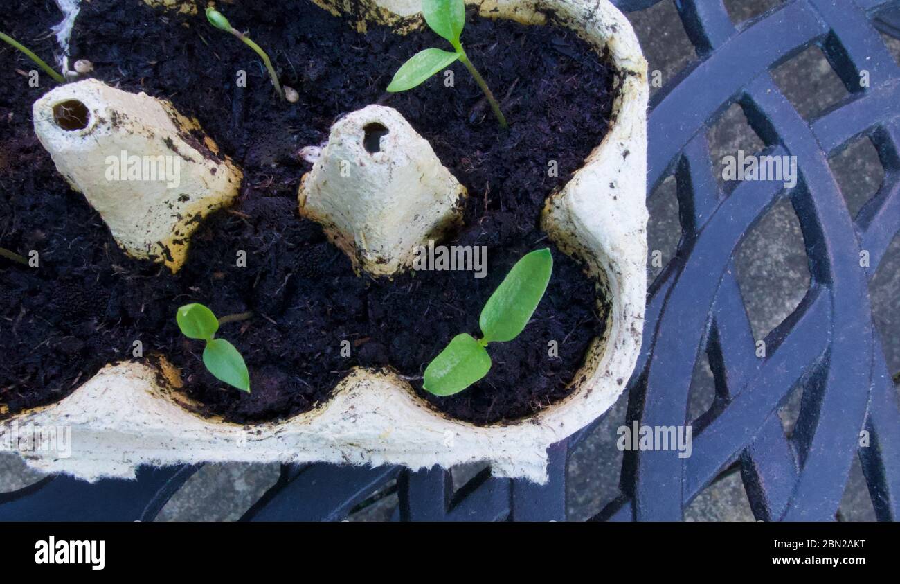 Egg box and planter hi-res stock photography and images - Alamy