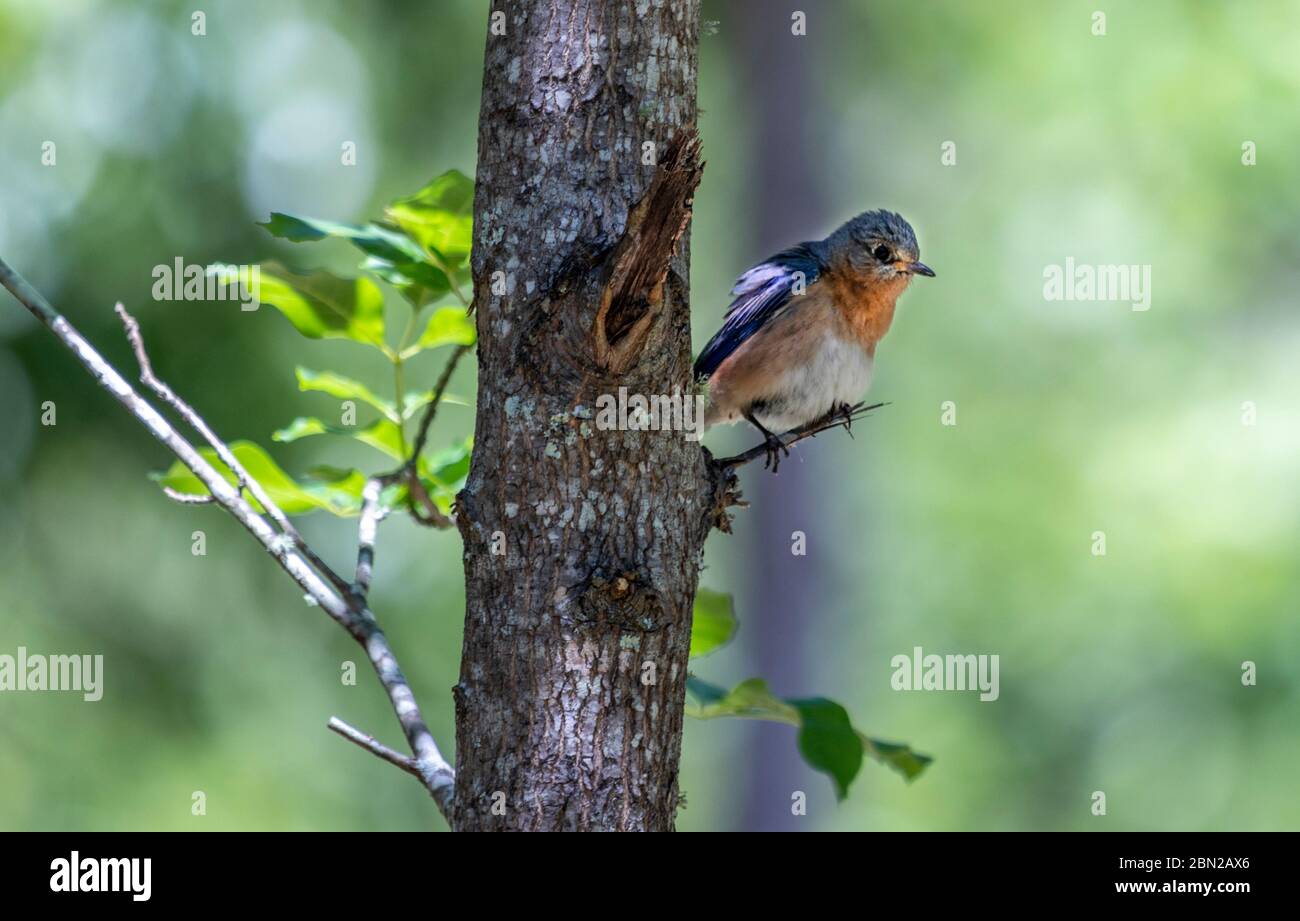 Eastern Blue bird at Lake Point resort state park campground Stock ...