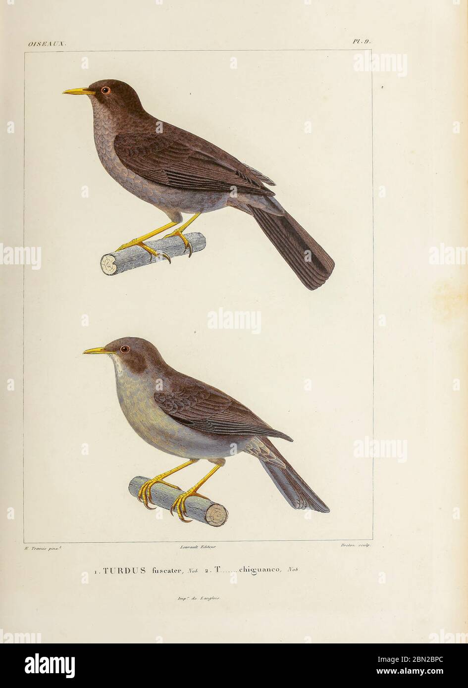 Thrush bird drawing hi-res stock photography and images - Alamy