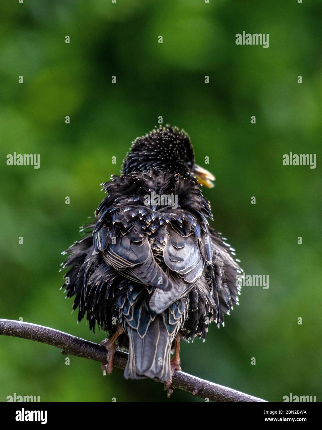 The common starling, also known as the European starling, or in the ...