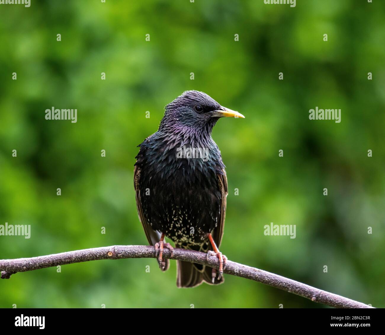 The common starling, also known as the European starling, or in the ...