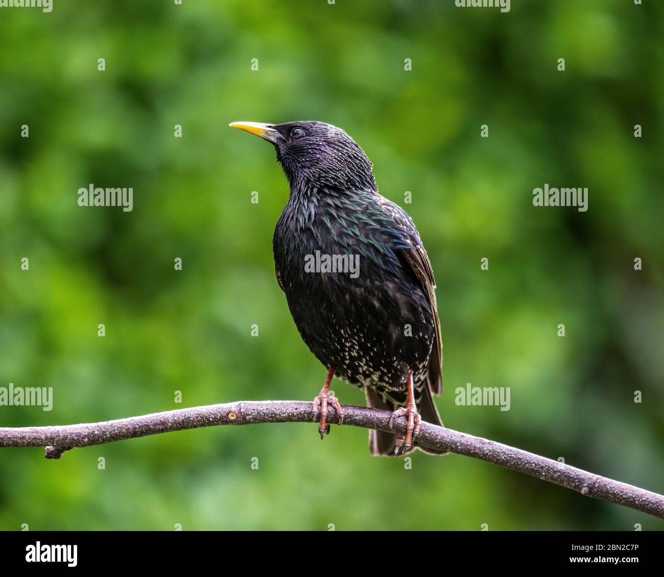 The common starling, also known as the European starling, or in the ...