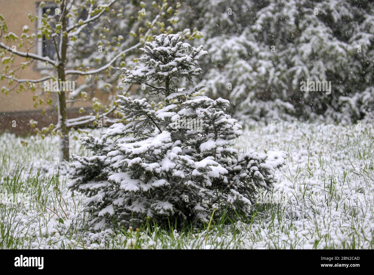 Snow in May Stock Photo - Alamy