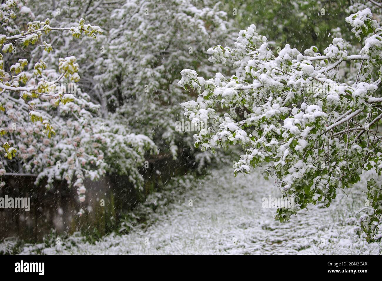 Snow in May Stock Photo - Alamy
