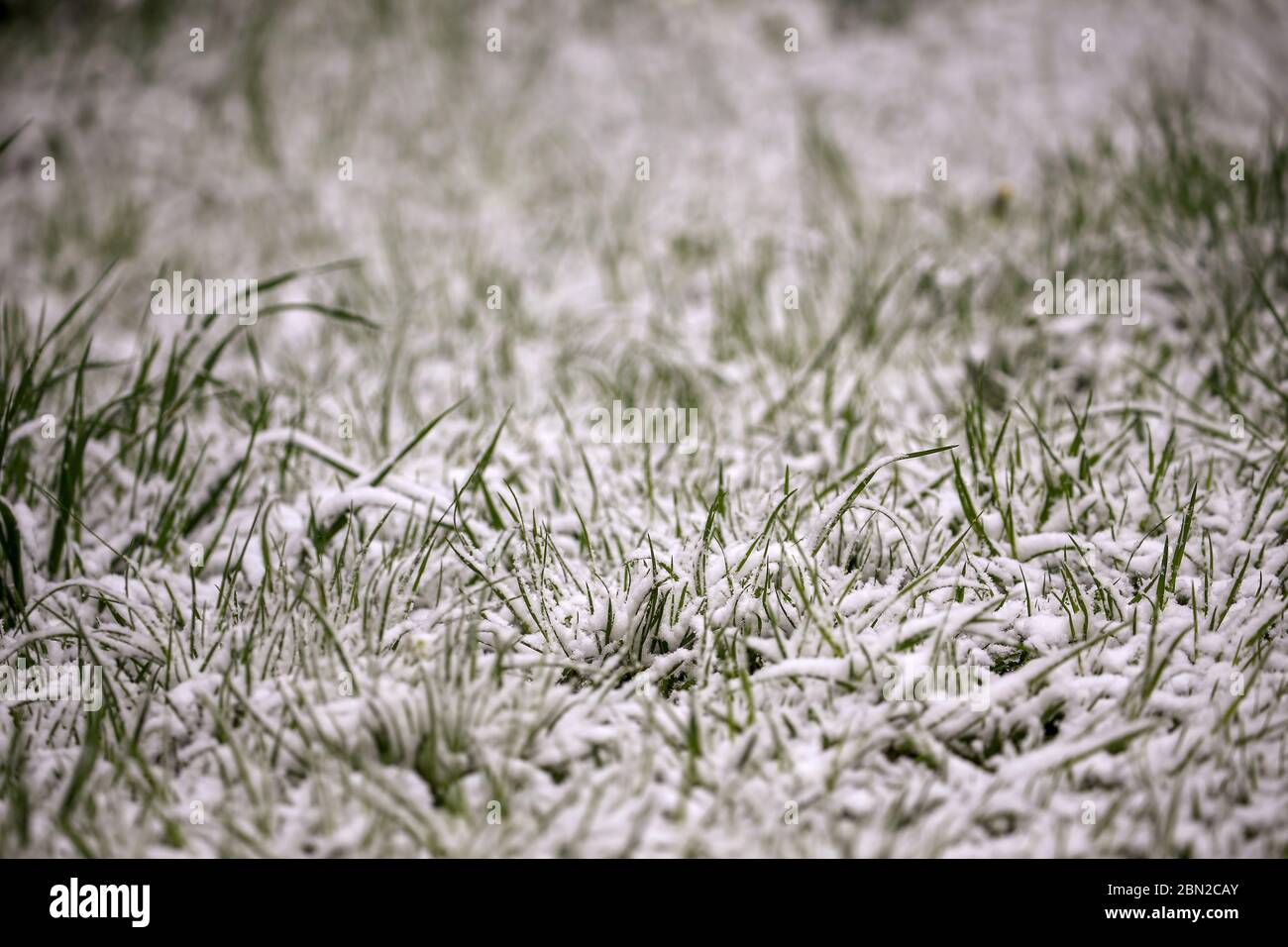 Snow in May Stock Photo - Alamy