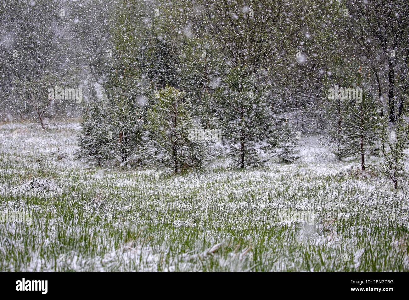 Snow in May Stock Photo - Alamy