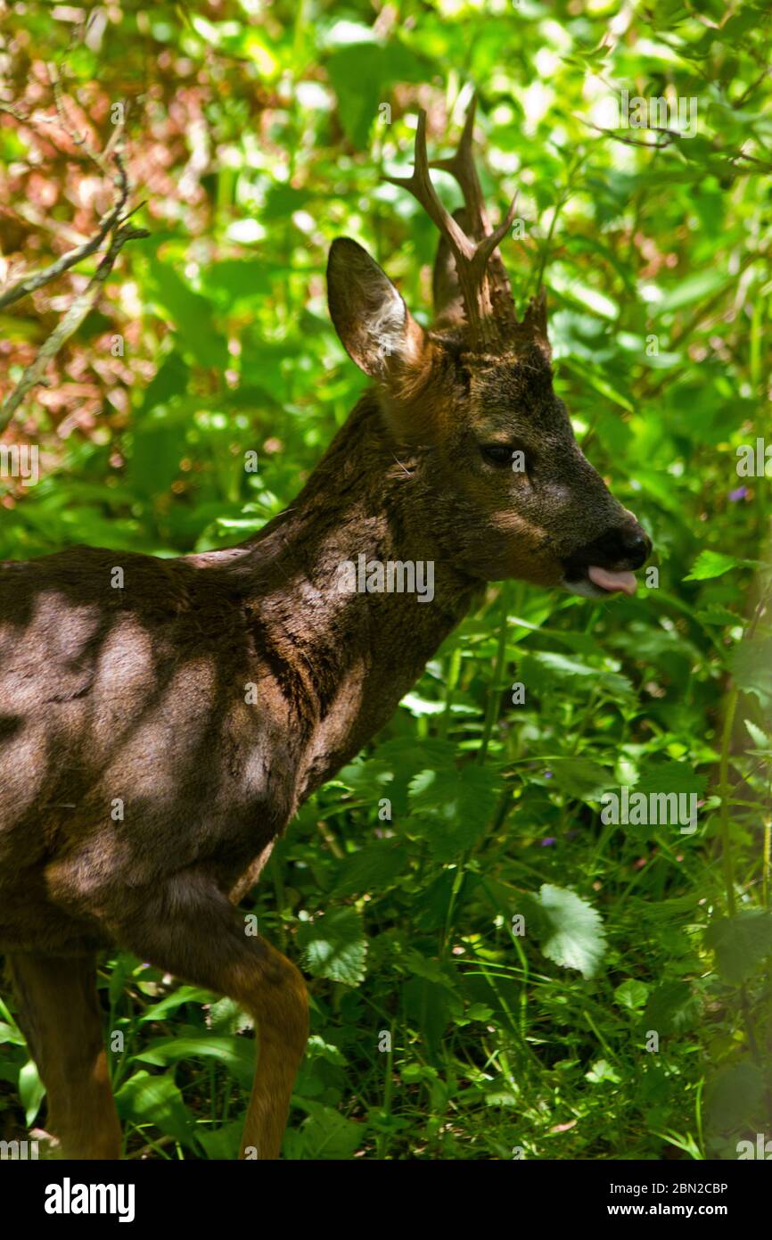 Widespread indigenous mammal hi-res stock photography and images - Alamy