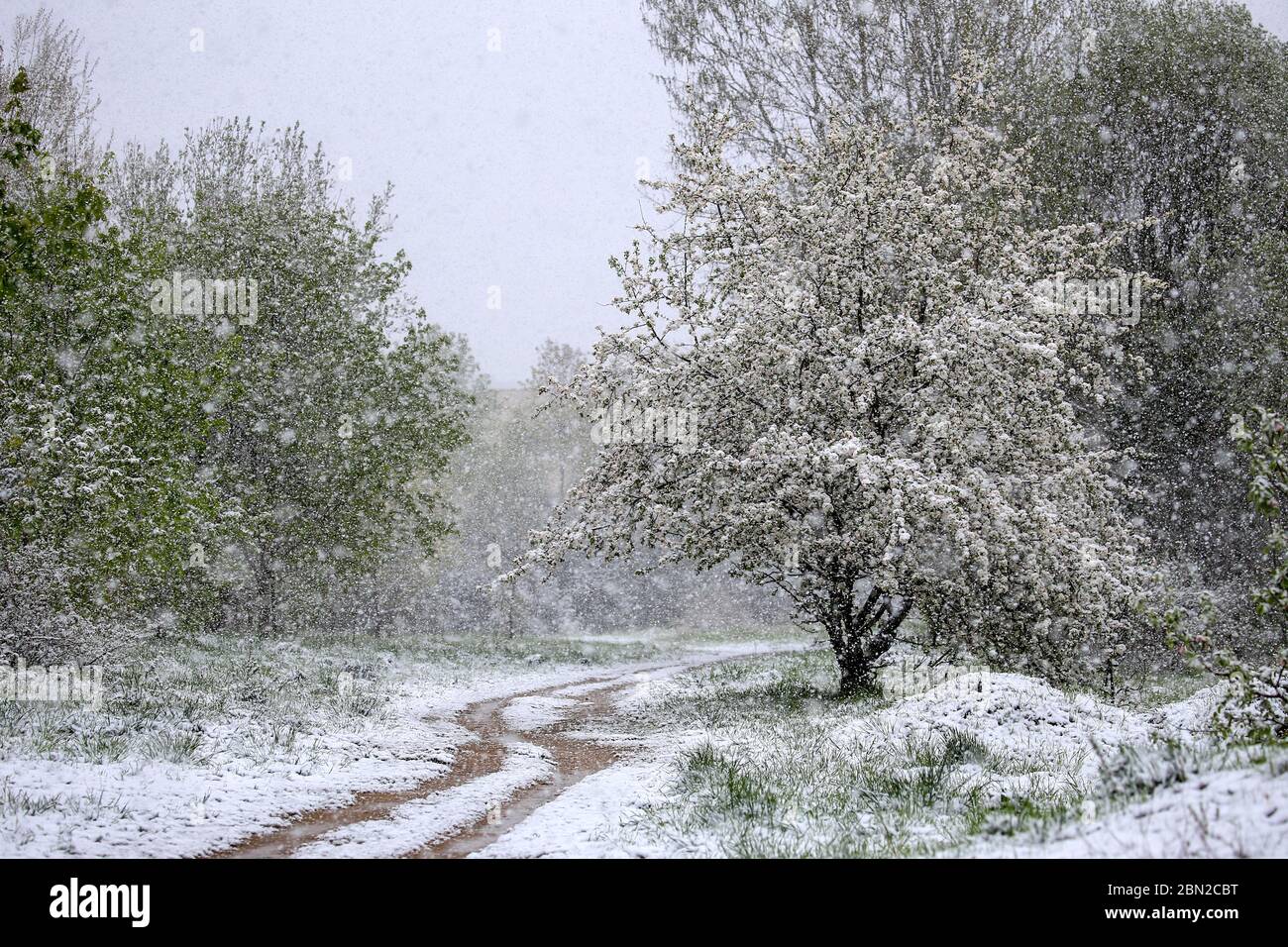 Snow in May Stock Photo - Alamy