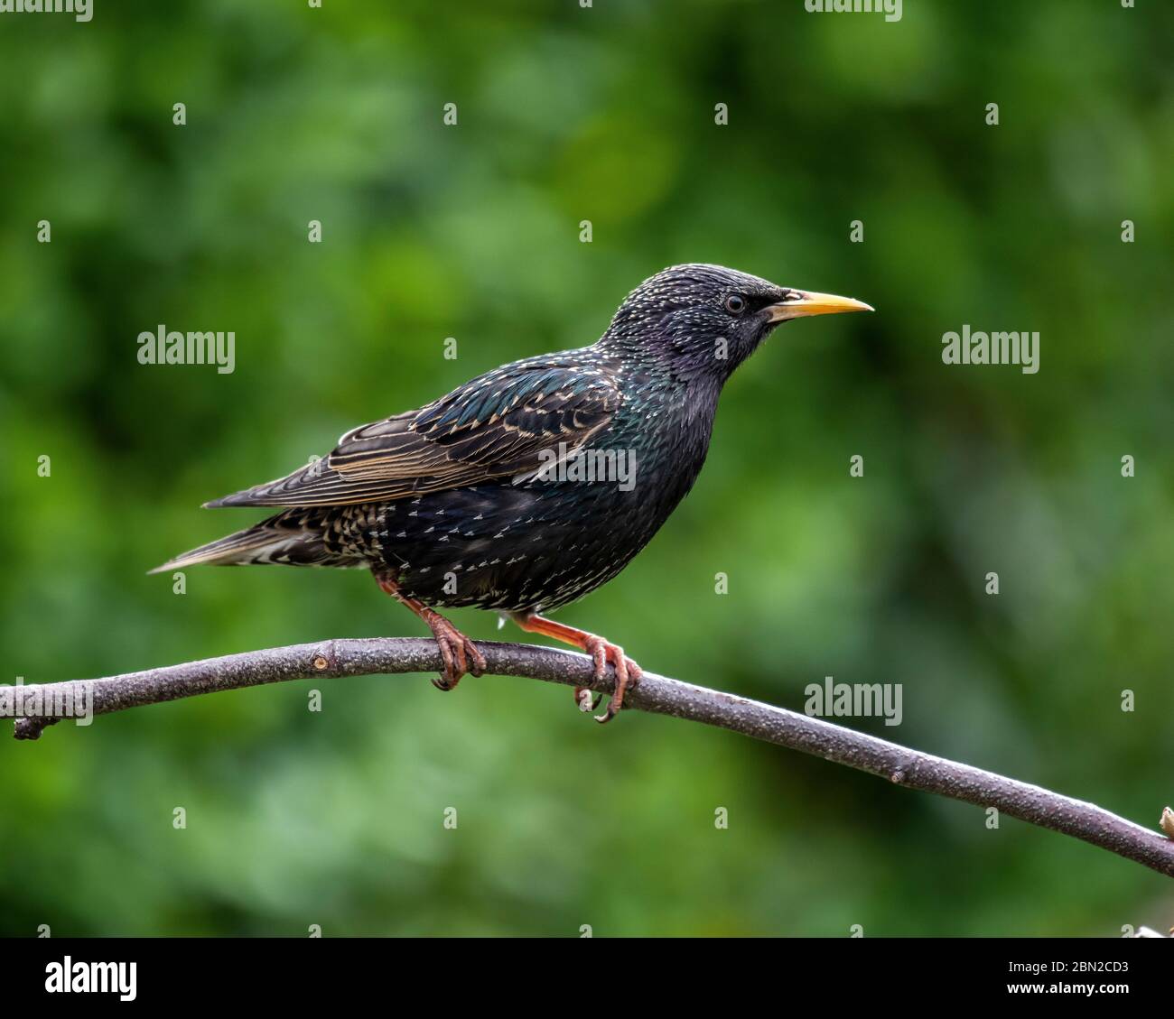 The common starling, also known as the European starling, or in the ...