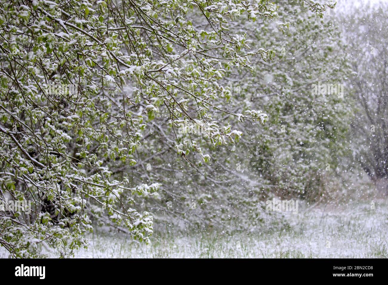 Snow in May Stock Photo - Alamy
