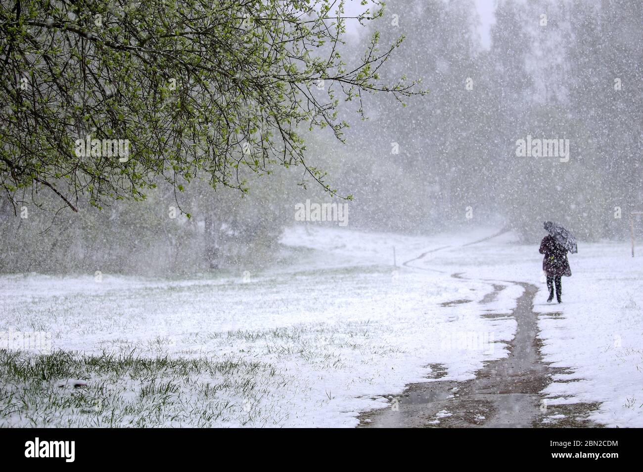 Snow in May Stock Photo - Alamy