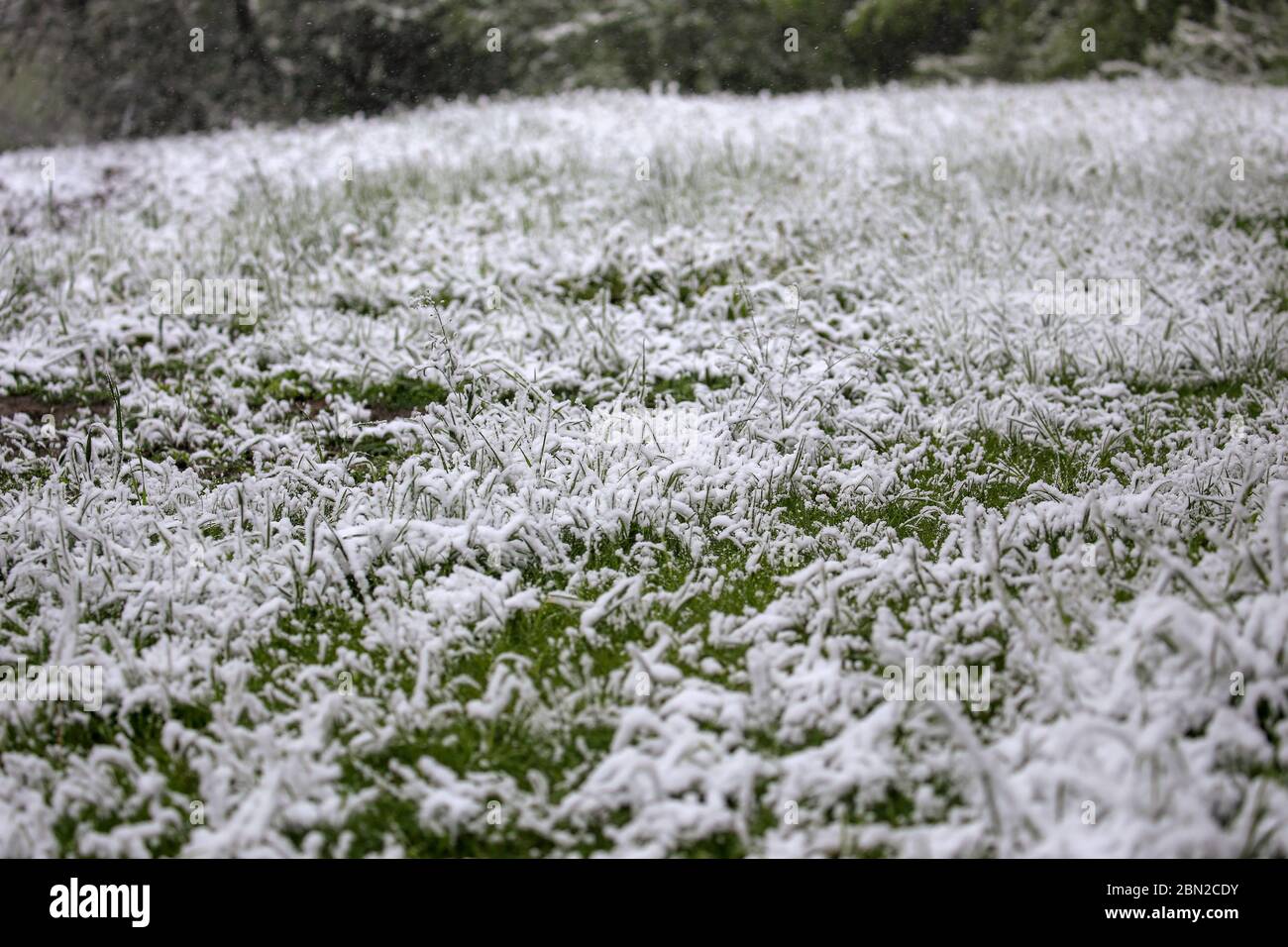 Snow in May Stock Photo - Alamy