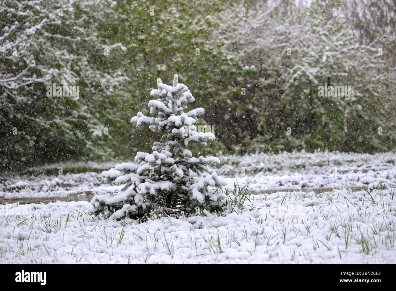 Snow in May Stock Photo - Alamy