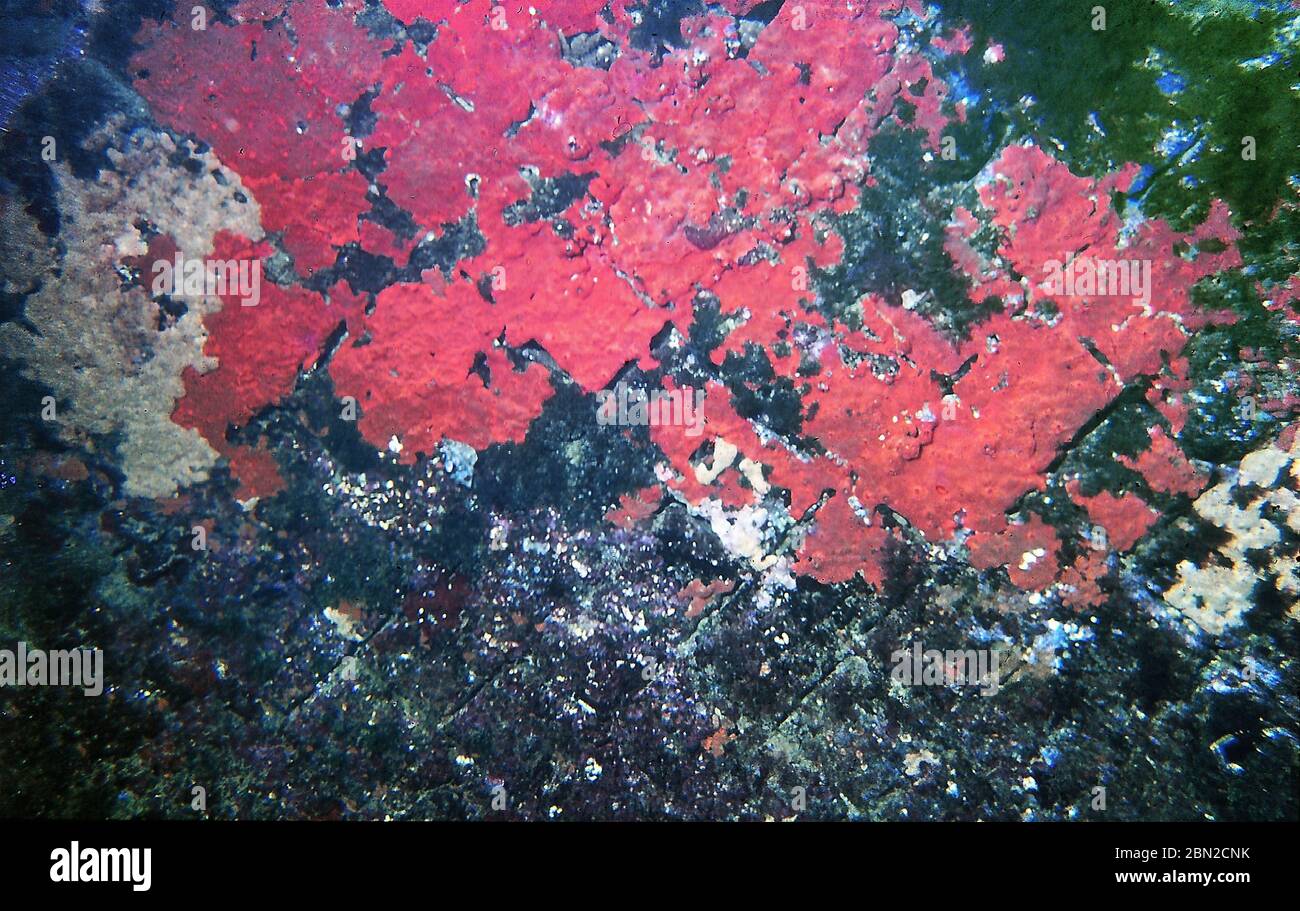 Campi Flegrei, Phlegraean Fields, Pozzuoli, spring 1980, underwater ...