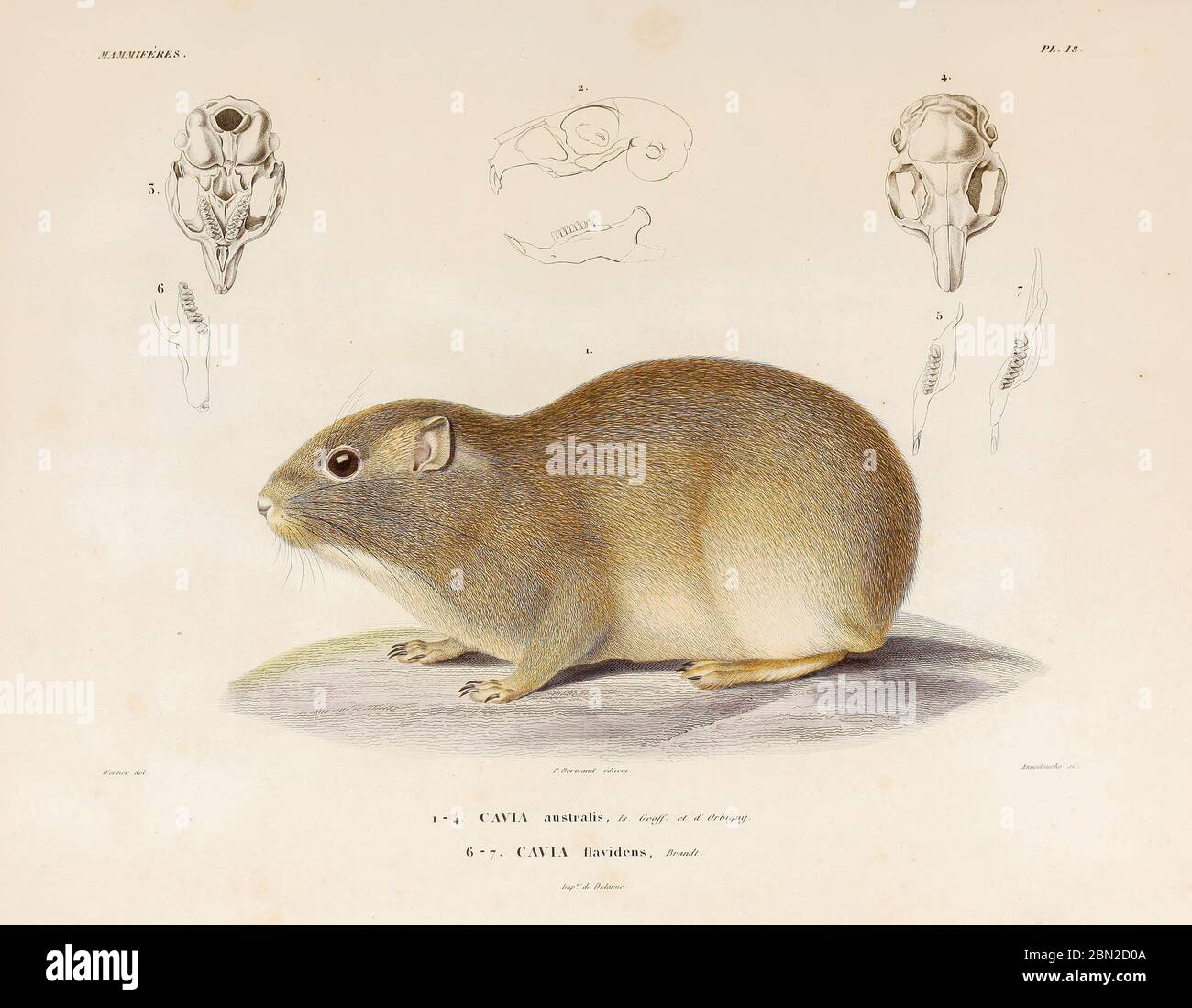 American rodent hi-res stock photography and images - Alamy