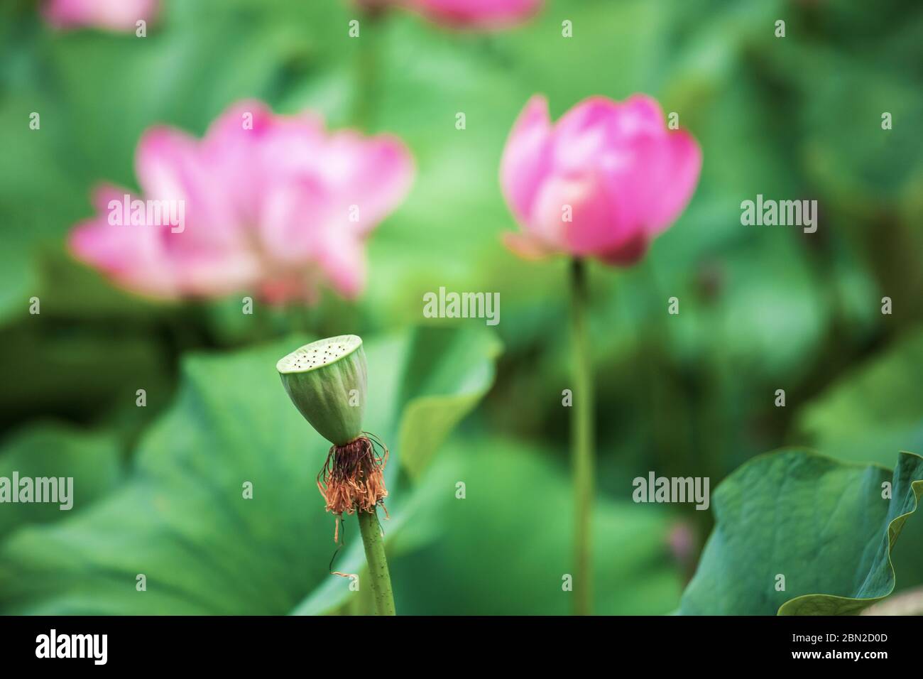 Species of perennial herbaceous amphibians from the genus Lotus ...