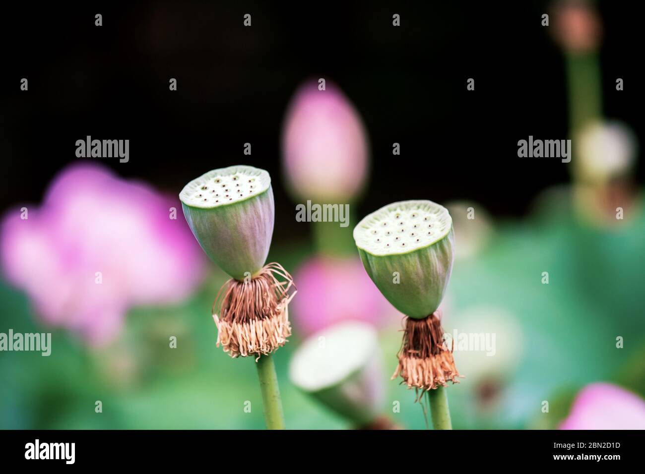 Species of perennial herbaceous amphibians from the genus Lotus ...