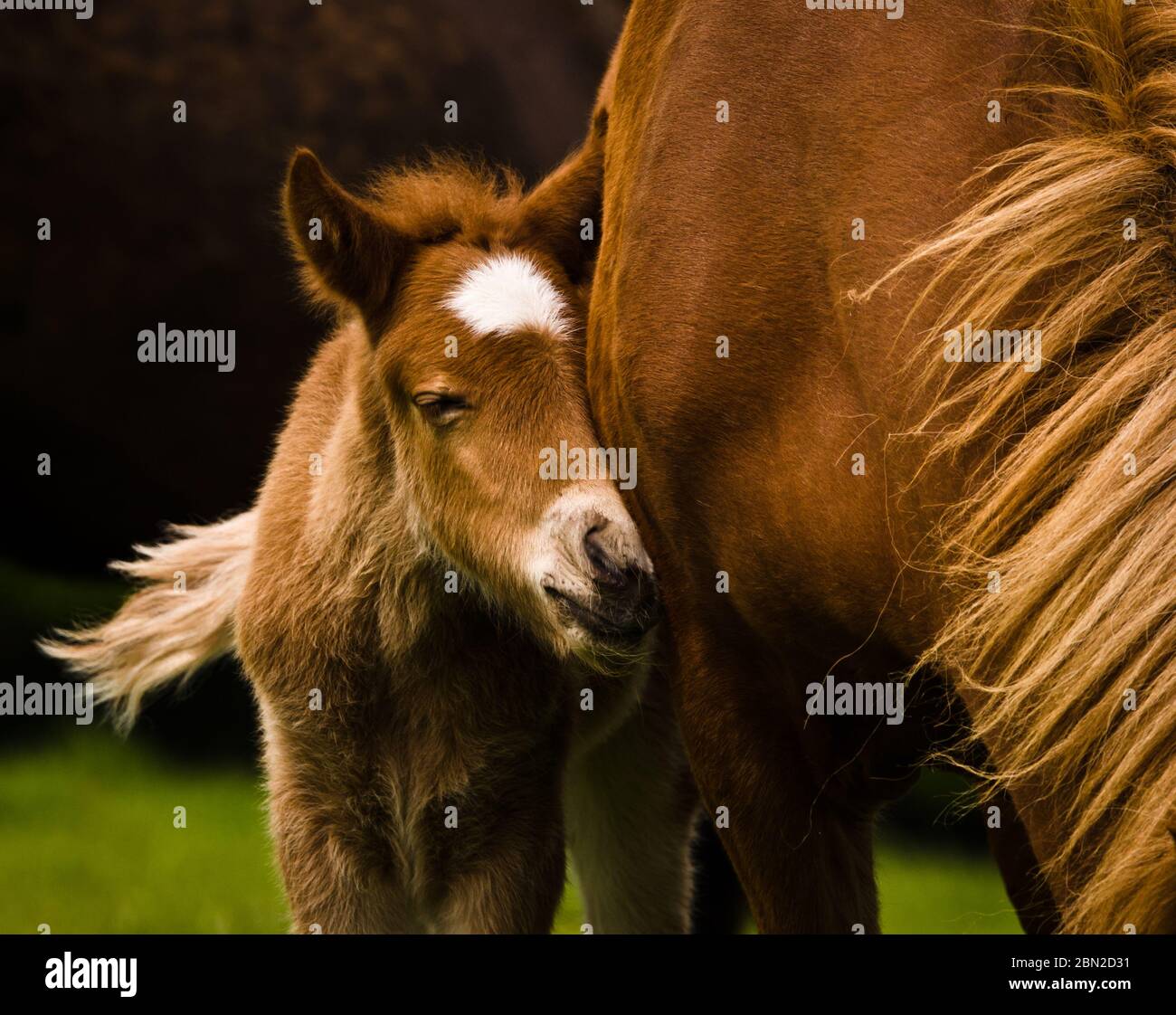 A very cute and curious small chestnut foal of an Icelandic horse with ...