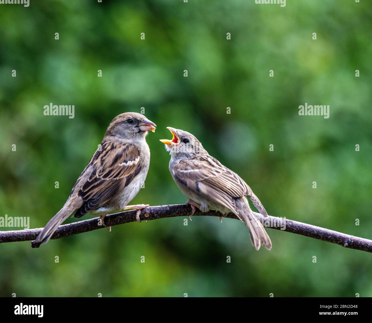 Sparrow family hi-res stock photography and images - Alamy