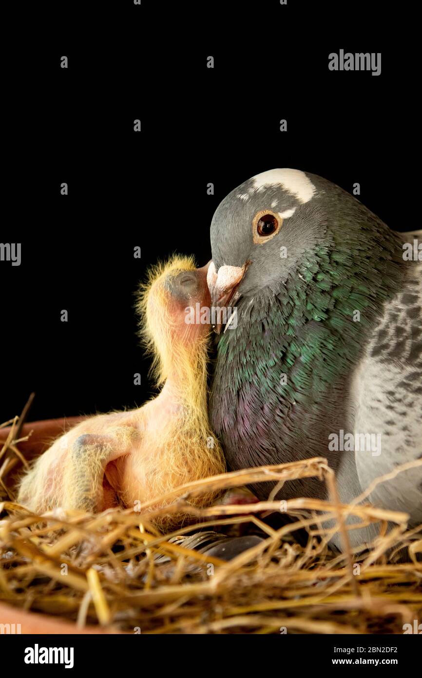homing pigeon feeding crop milk to hatch in nest Stock Photo - Alamy