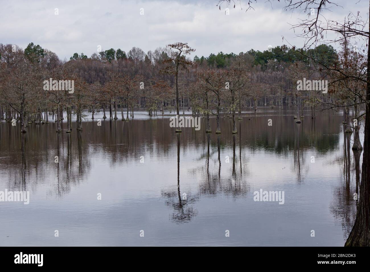 George L Smith State Park in Georgia USA Stock Photo - Alamy