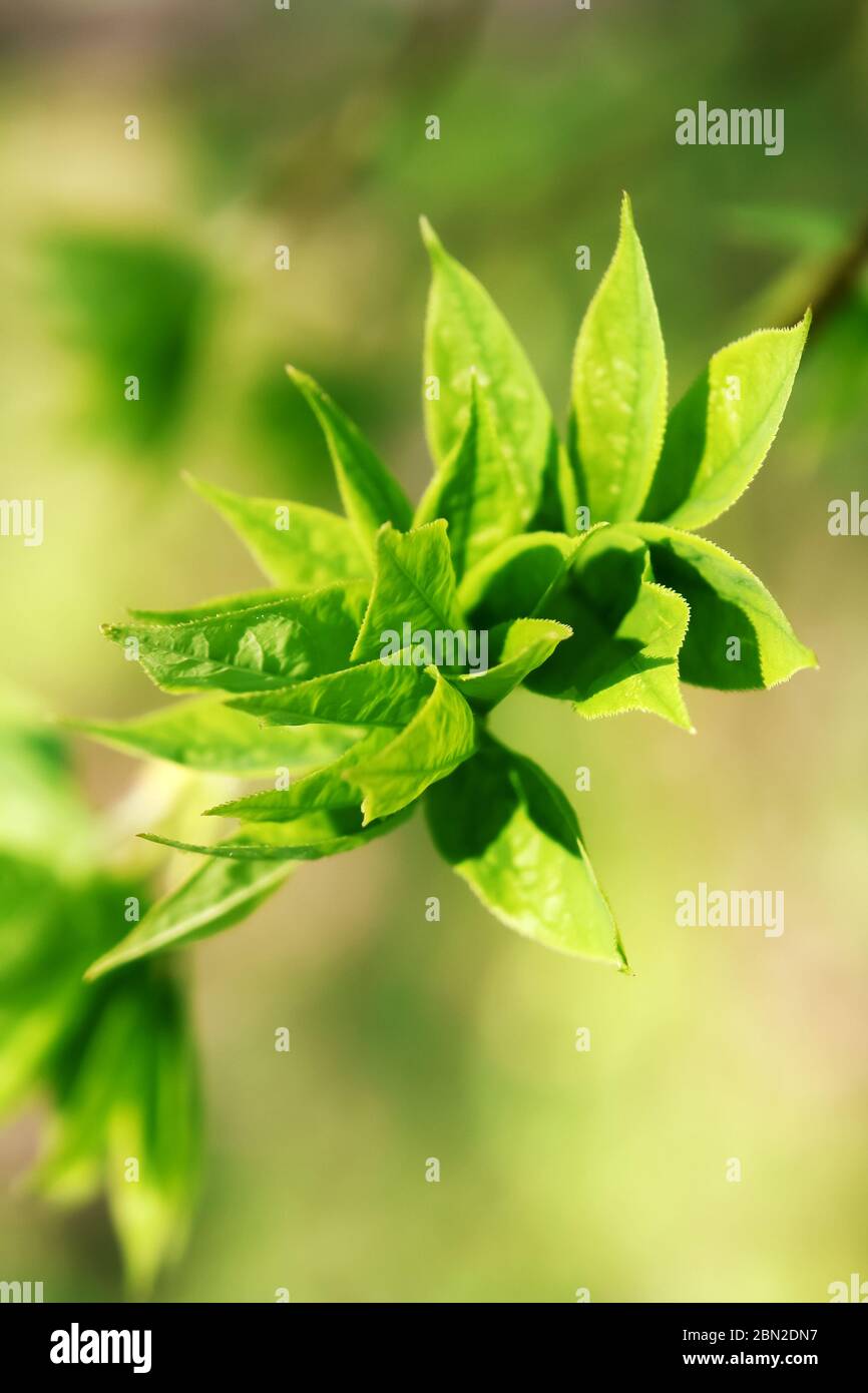 Close up of little green leaf of tea. Close-up. Tea Leaf. Leaves Green ...
