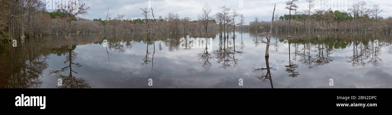 George L Smith State Park in Georgia USA Stock Photo - Alamy