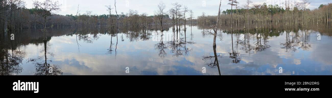 George L Smith State Park in Georgia USA Stock Photo - Alamy