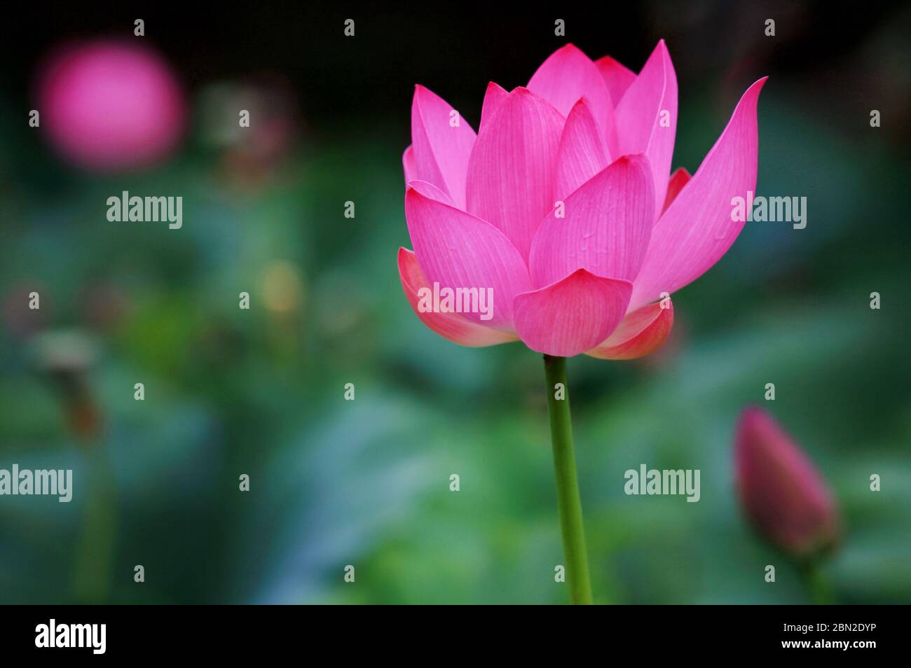 Species of perennial herbaceous amphibians from the genus Lotus ...