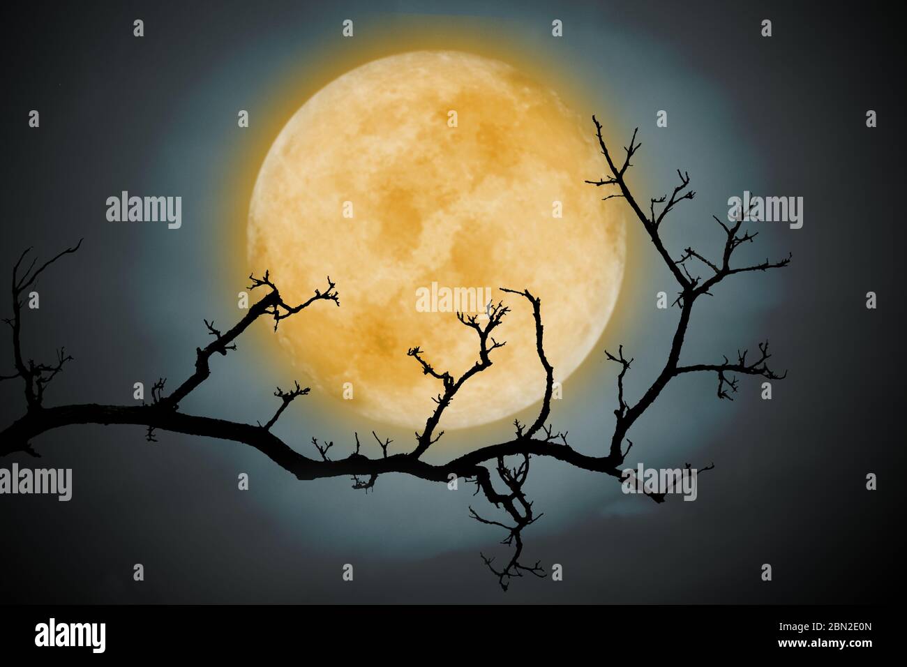 Midnight horror tree hi-res stock photography and images - Alamy