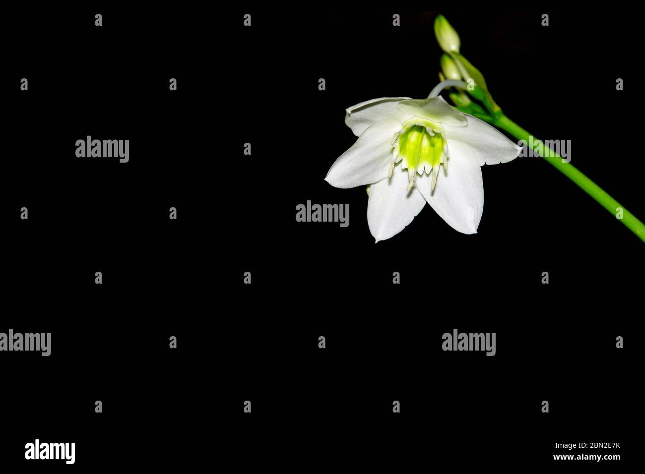 Light pole. Lily flower on the black. Pillar with fans. Plus work Path ...