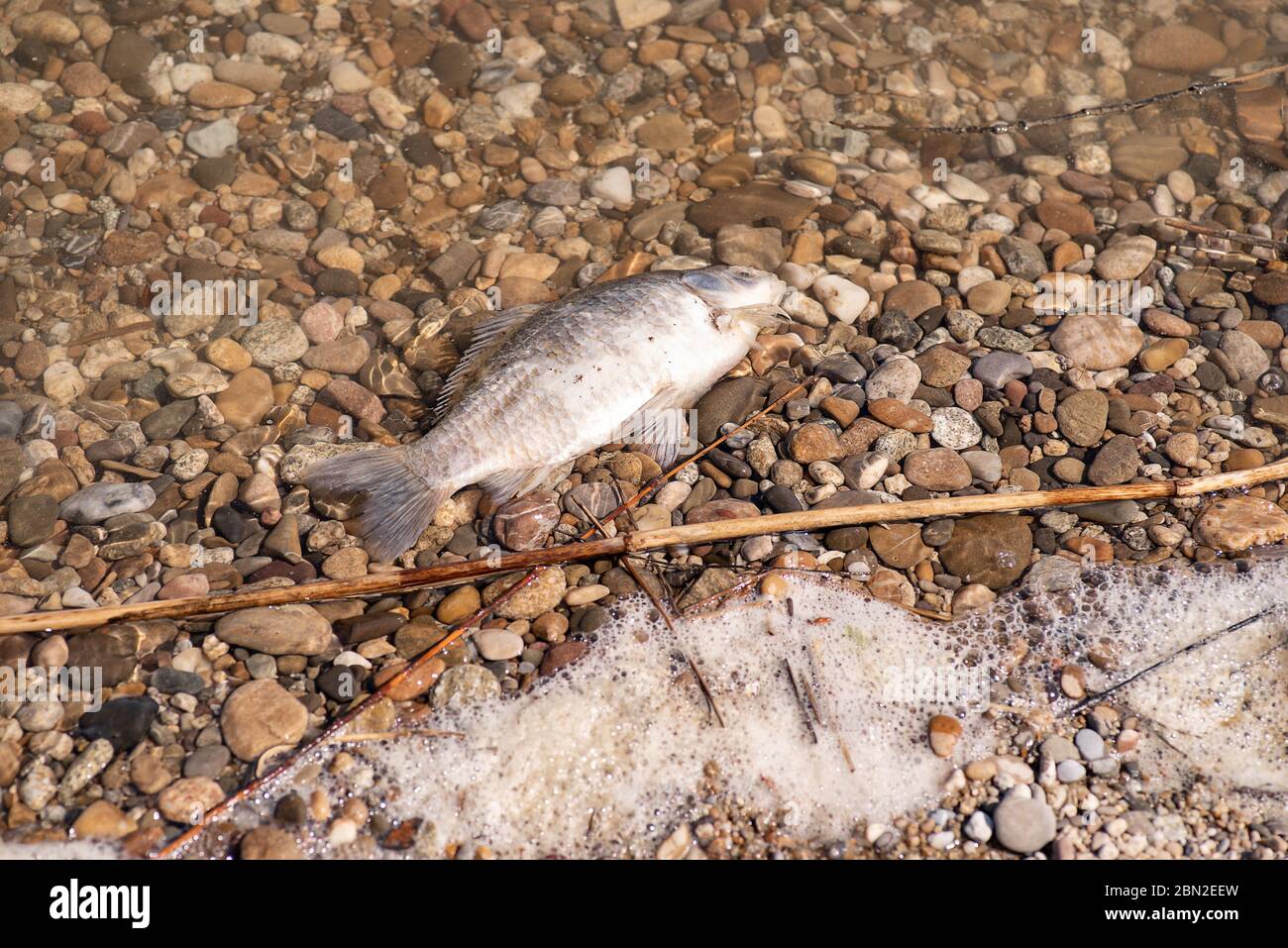 fish die due to water pollution waste water Stock Photo - Alamy