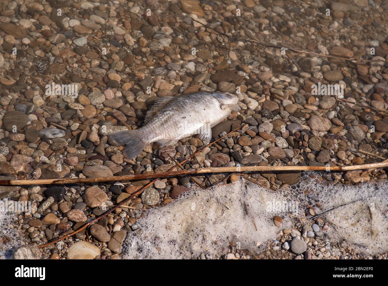 fish die due to water pollution waste water Stock Photo - Alamy