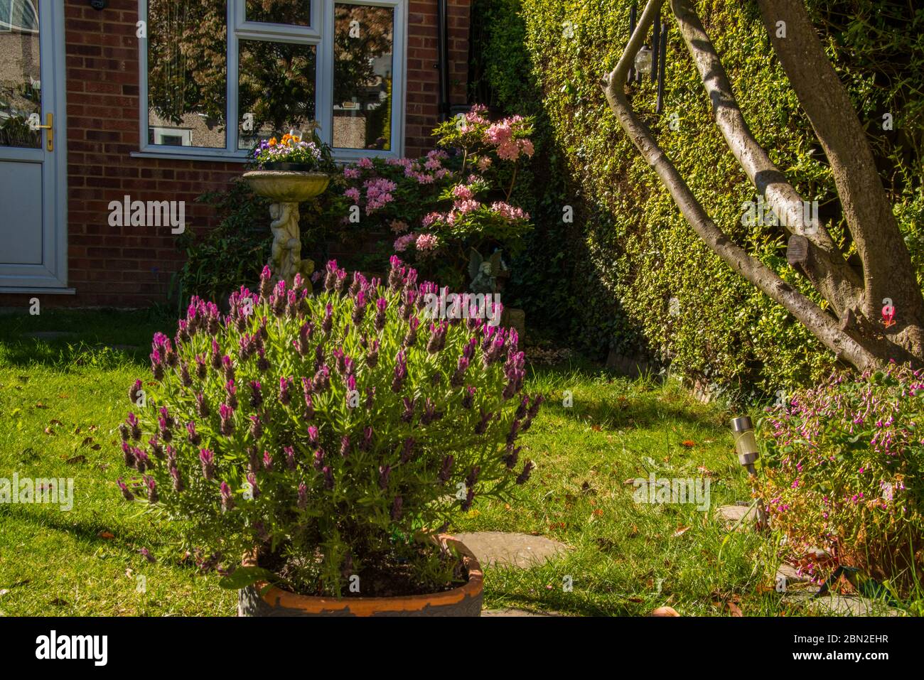 Lavandula stoechas ‘Anouk’ (Lavender) in small garden Stock Photo - Alamy