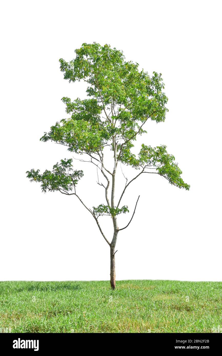 Tree in garden isolated on white background Stock Photo - Alamy