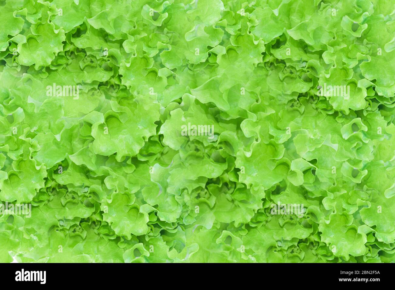 Lettuce Texture