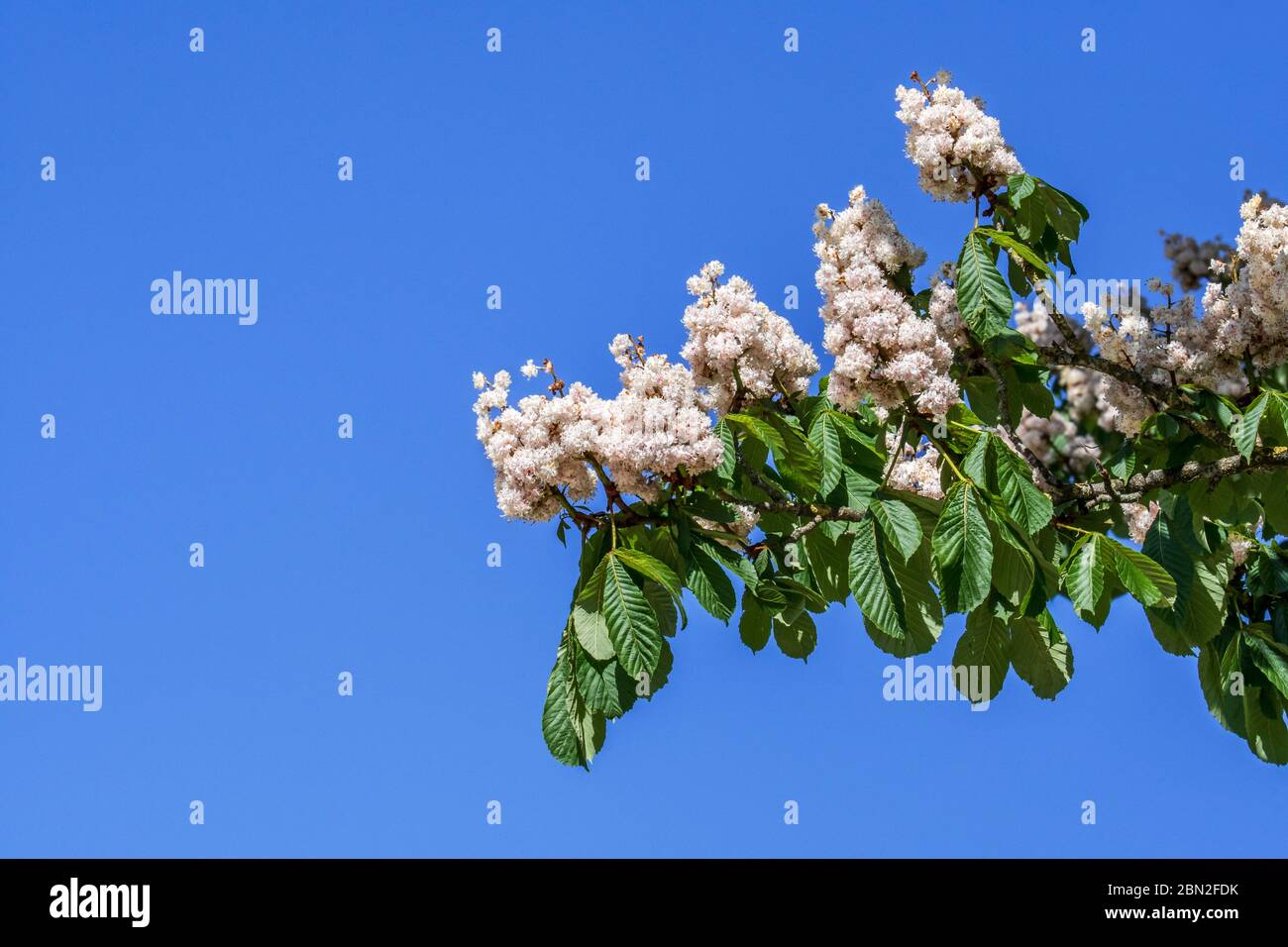 Blossoming horse-chestnut / conker tree (Aesculus hippocastanum) close ...